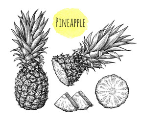 Pineapple ink sketch Royalty Free Vector Image