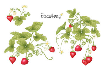 Strawberry branch with red berries clip art set Vector Image