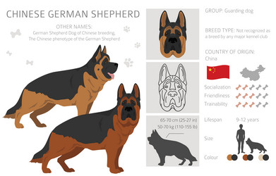 Chinese german shepherd clipart different poses Vector Image