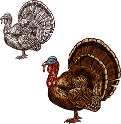 Male turkey Royalty Free Vector Image - VectorStock