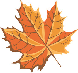 Maple fall leaf Royalty Free Vector Image - VectorStock