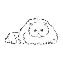 Hand drawing persian cat sketch Royalty Free Vector Image