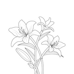 Stargazer Lily Line Drawings