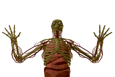 Human skeleton with blood vessels and internal Vector Image
