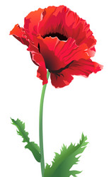 Poppy Vector Images (over 19,000)