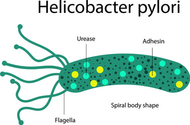 Helicobacter pylori cartoon stomach bacteria Vector Image