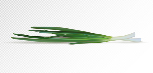 Spring onions fresh one pack design isolated Vector Image