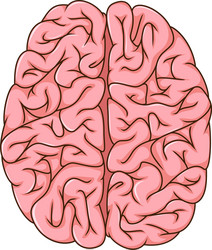 Human brain cartoon Royalty Free Vector Image - VectorStock