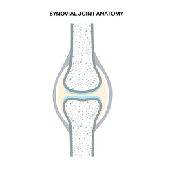 Synovial joint poster Royalty Free Vector Image