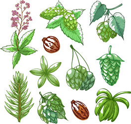 Hops background realistic hop cones falling Vector Image