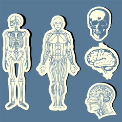 Anatomy Vector Images (over 190,000)