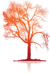 Traced tree Royalty Free Vector Image - VectorStock