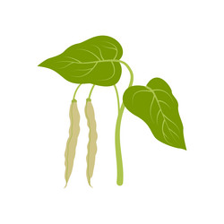 Bean plant growth stages infographic elements Vector Image
