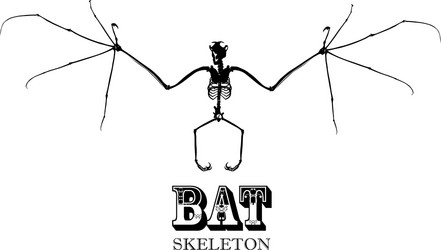 Bat Skeleton Vector Images (over 3,800)