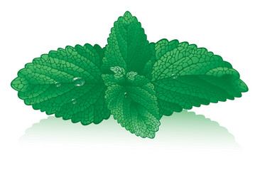 Mint Plant Vector Images (over 9,400)