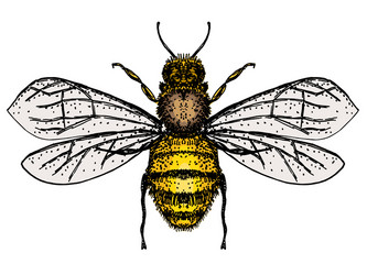 Sketch honey bee top view drawing Royalty Free Vector Image