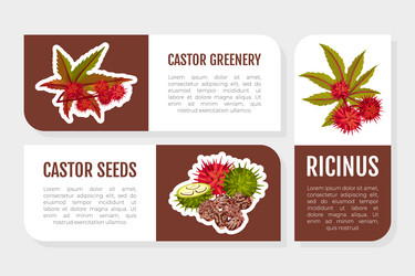 Castor plant oil label design with leaves Vector Image
