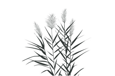 Hand drawing sketch with reeds Royalty Free Vector Image