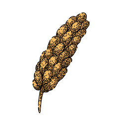 Food millet sketch hand drawn Royalty Free Vector Image