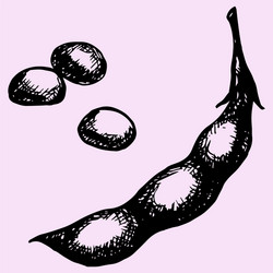 Soybean Soya Drawing Vector Images (over 250)