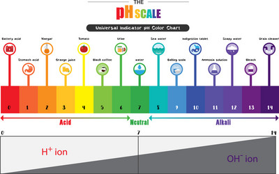 Ph scale universal indicator color chart Vector Image