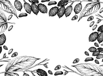 Pili Vector Images (66)