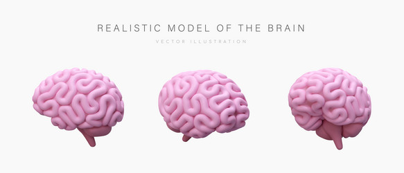 3d realistic model of brain in different positions