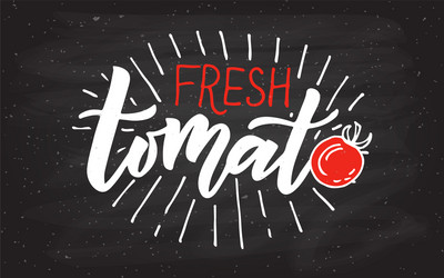 Hand sketched tomato product lettering typography Vector Image