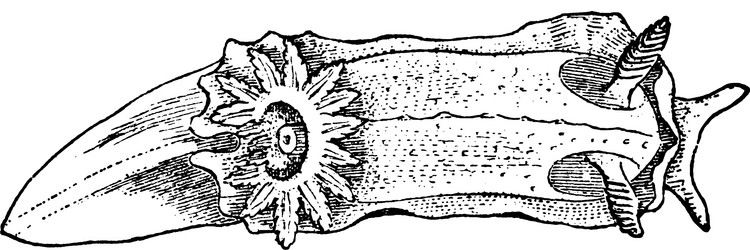 Sea Slug Vector Images (over 490)