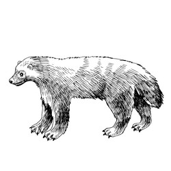 Wolverine Animal Vector Images (over 280)