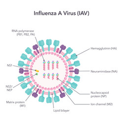 Influenza a virus iav science Royalty Free Vector Image
