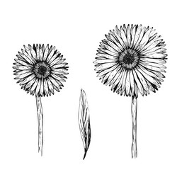 Gerbera Daisy Outline Vector Images (over 390)