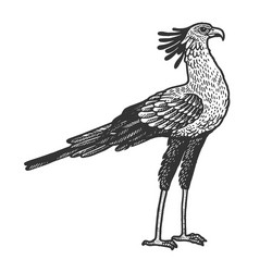 Secretary Bird Vector Images (90)