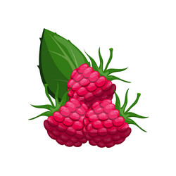 Raspberries Vector Images (over 26,000)
