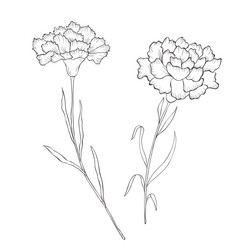 Carnation Tattoo Outline