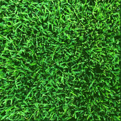 Green lawn realistic grass texture eps 10 Vector Image