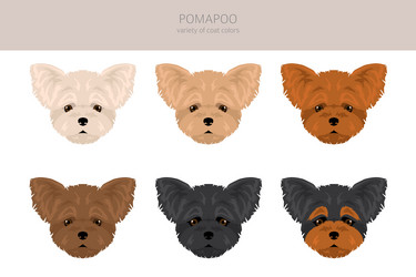 Pomapoo clipart pomeranian poodle mix different Vector Image