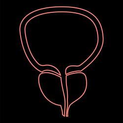 Prostate Anatomy Vector Images (over 1,100)