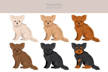 Pomapoo clipart pomeranian poodle mix different Vector Image
