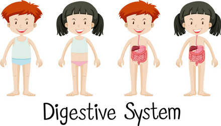 Anatomy Body Boy Digestive System Vector Images (over 110)