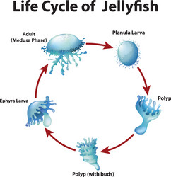 Diagram showing life cycle jellyfish Royalty Free Vector