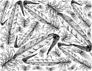 Dabberlocks seaweed on white background Royalty Free Vector