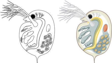 Anatomy structure daphnia on white background Vector Image