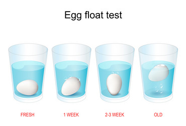 Science experiment with egg float test Royalty Free Vector