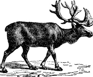 Reindeer Royalty Free Vector Image - VectorStock