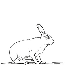 Rabbit eating grass hand drawn sketch Royalty Free Vector