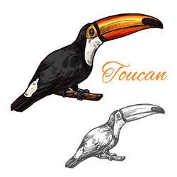 Flash toucan Royalty Free Vector Image - VectorStock
