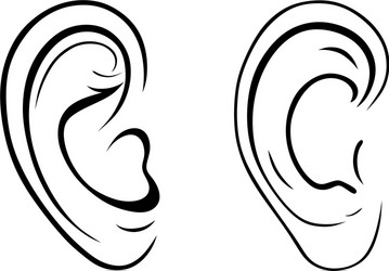 Human internal ear diagram Royalty Free Vector Image