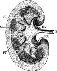 Section Vintage Kidney Vector Images (22)