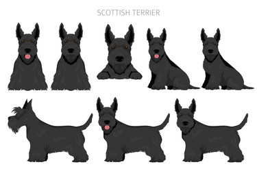 Scottish terrier dogs in different poses and coat Vector Image
